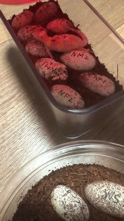 갓 태어난 레오파드게코 알통에서 새 집으로 옮겨주는 또 다른 방법 Youtube