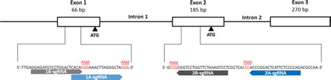 schematic representation of the first 3 exons of hla g gene and the 4