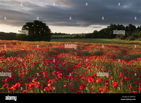 Corn Poppy Papaver Rhoeas Flowering Mass Growing In Arable Field