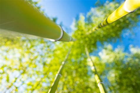 화창한 날에는 대나무 숲이 흐르고 있는 멋진 경치 아라시야마 대나무 숲 교토 일본 복사 공간이 있는 자연스러운 녹색 배경입니다