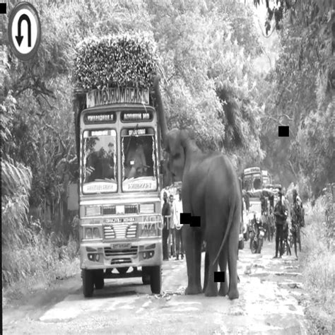 elephant detection object detection dataset v4 resized640 aug5x fast