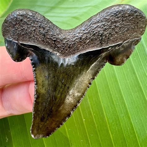 Florida Fossil Auriculatus Shark Tooth Primitive Past