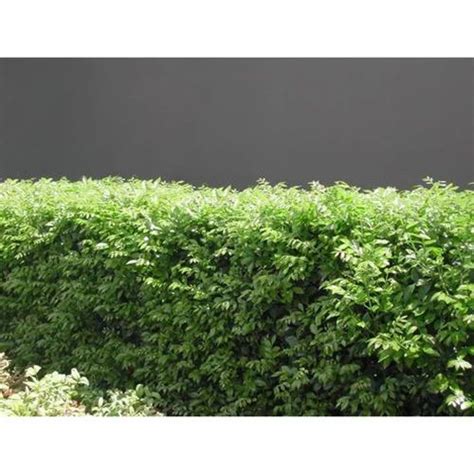 Green Moringa Oleifera Murraya Paniculata Plants For Plantation At ₹ 50 Kg In Greater Noida