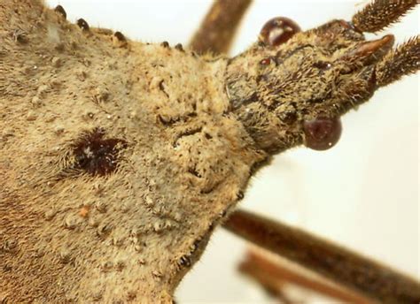 Acanthocephala Alata Bugguide Net
