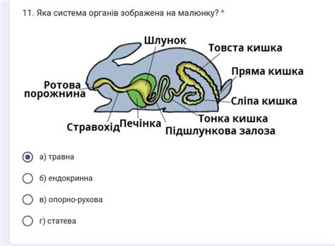 11 Яка система органів зображена на малюнку A травна б ендокринна в
