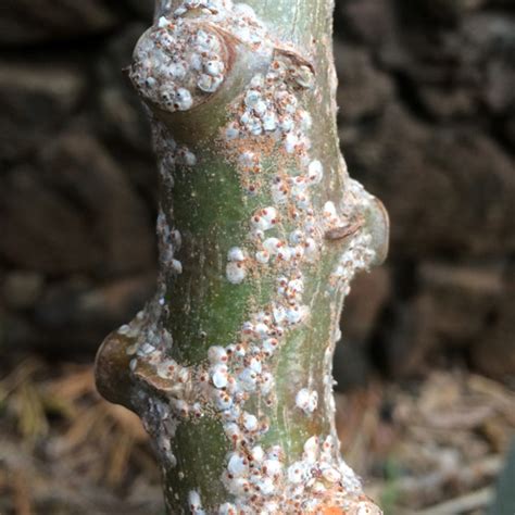 Gardening Tips For Problems Kings Plant Doctor
