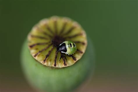 100 Free Stink Bugs And Bug Images Pixabay
