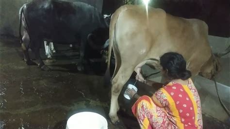 Shortcowmilkingbyhand ️ Youtube