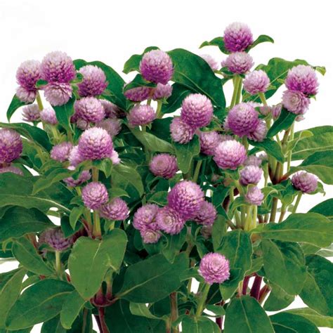 Gomphrena Gnome Sakata Ornamentals Asia