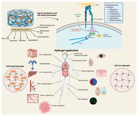 A Review On Biomedical Application Of Polysaccharide Based Hydrogels With A Focus On Drug