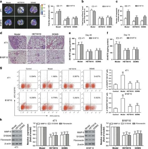Cyp4a In Tumor Associated Macrophages Promotes Pre Metastatic Niche