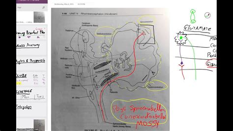 Tracts Within The Cerebellum Posterior Cerebellar And