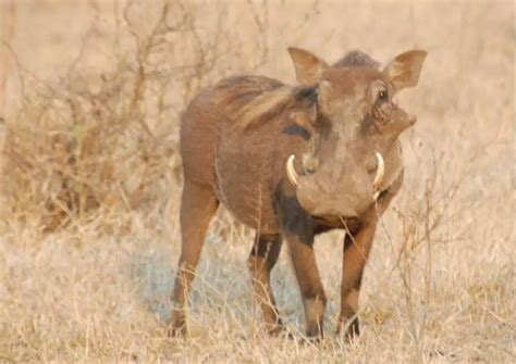 Warthog Behavior Animalbehaviorcorner