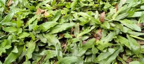 Broad Leaf Lawn Grass For Garden At Rs 11sq Ft In Rajarhat Gopalpur