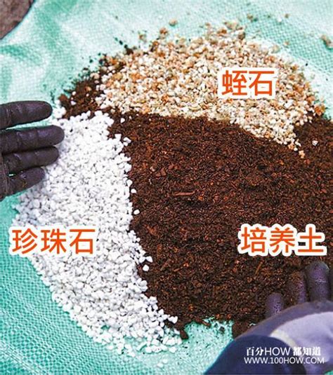 盆栽植物什麼時候換盆？如何換盆？（圖文教程） 每日頭條