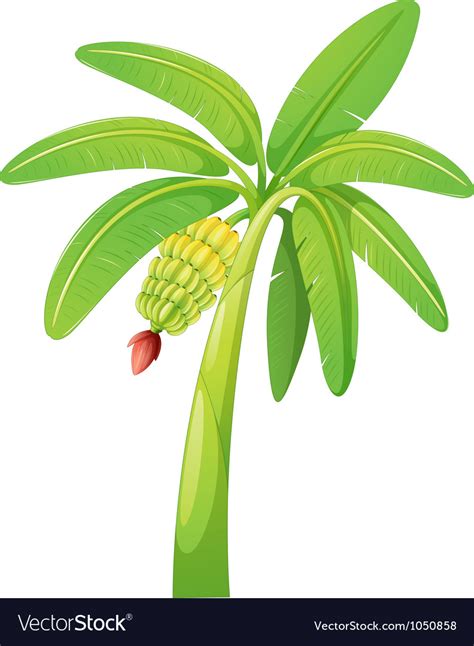 Banana Tree Royalty Free Vector Image Vectorstock