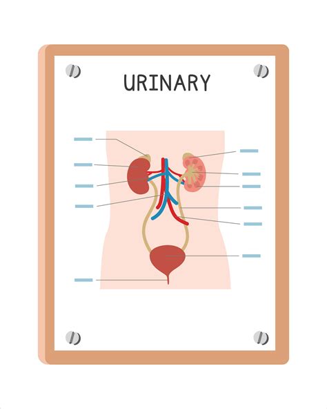 Human Urinary System Poster Clipart Cartoon Style Vector Design Use In Hospital Or Clinic Wall