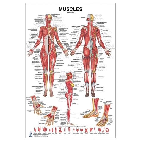Muscles Anatomy Female Large Poster Etsy