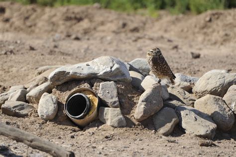 Free Picture Burrowing Owl Outside One Artificial Burrows