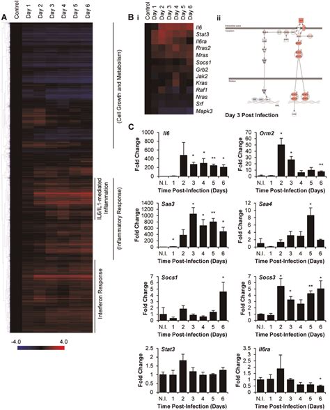 C57bl 6j Mice Elicited Il 6 Associated Inflammatory Response To