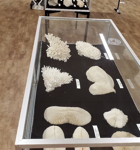 2025年3月the Bailey Matthews National Shell Museum And Aquarium景点攻略 The