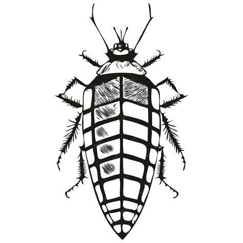 Premium Vector Cockroach Vintage Illustration Black And White Vector