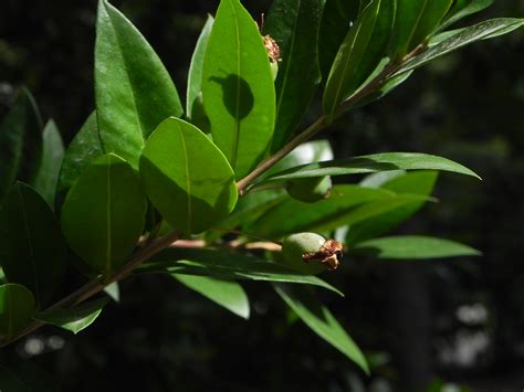 Á R B O L E S T R E E S Y P A L M E R A S P A L M S Myrtus