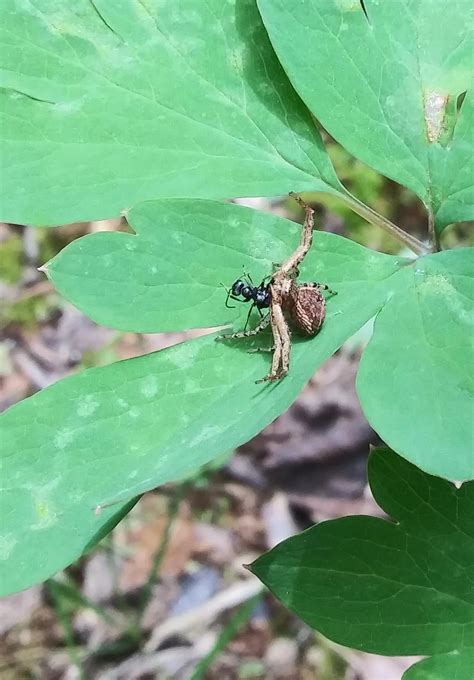 Spider Attacking And Eating An Ant Oc Scrolller