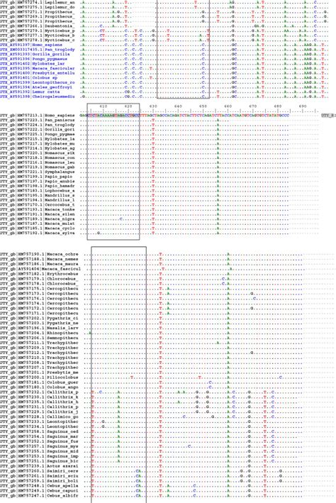 Determined About Sex Sex Testing In 45 Primate Species Using A 2y1x