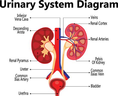 Simple Labeled Drawing Of The Urinary System