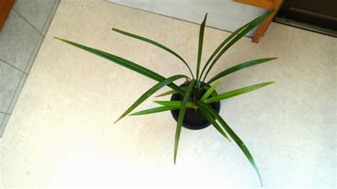 寒蘭 日光 土佐寒蘭