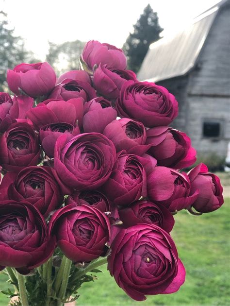 Ranunculus Violet The Farmhouse Flower Farm