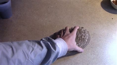 Types Of Fossilization Youtube