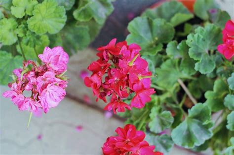 Premium Photo A Red Geranium Is A Popular Plant For Spring