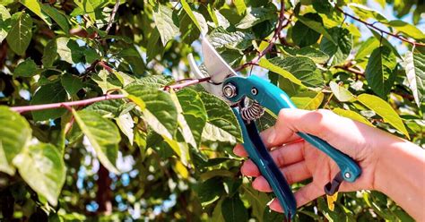 Правильна обрізка сливи поради для початківців схеми фото відео Моє домашнє натхнення