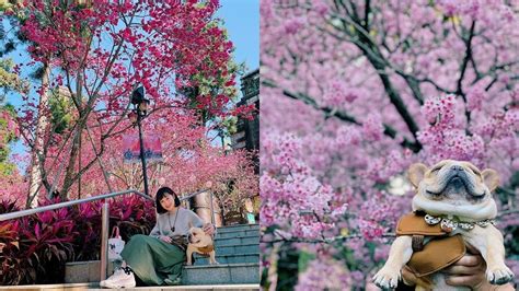 九族文化村櫻花祭！美麗的粉色海洋、絢爛多彩櫻花美景、讓人陶醉流連忘返！ 現在夯什麼