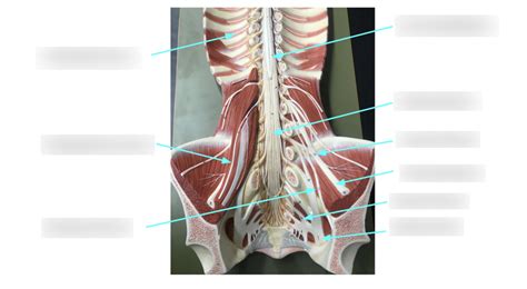 Lab Practical Peripheral Nervous System 2 Diagram Quizlet