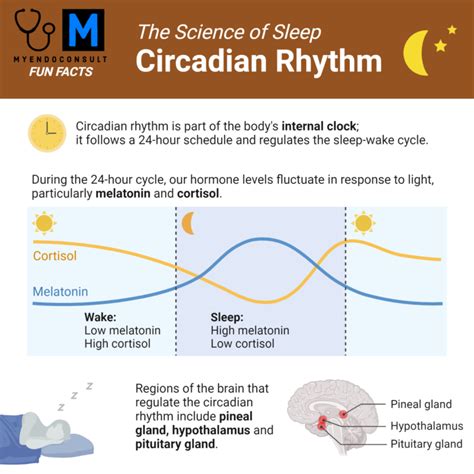 Pineal Gland Structure And Function My Endo Consult