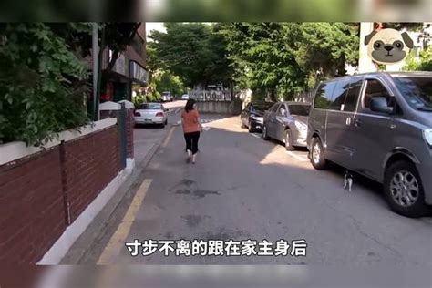 流浪猫喜欢上了漂亮姐姐，厚颜无耻赖着不走，最后感动丈母娘收留