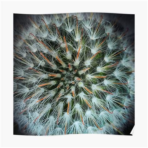 Dandelion Close Up Going To Seed Poster For Sale By Bmhippy Redbubble