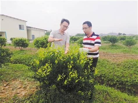 江門新會陳皮產業探索有機種植模式 每日頭條
