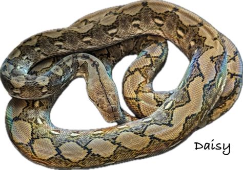 9375 Sd 66 Poss Het Anery Reticulated Python By Mother Of Dragons