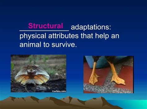 Adaptation Notes Behavioral Vs Structural Adaptations Evolution Unit