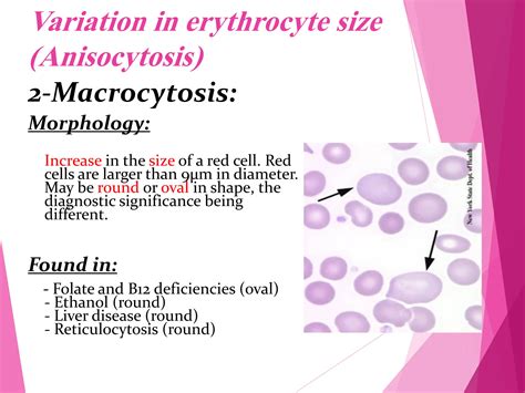 Rbc Morphology Pdf