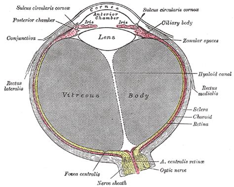 Fovea Psychology Wiki Fandom Powered By Wikia