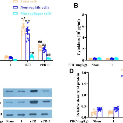 Effects Of Phc On Ri R Induced Lung Inflammatory Cell Infiltration In