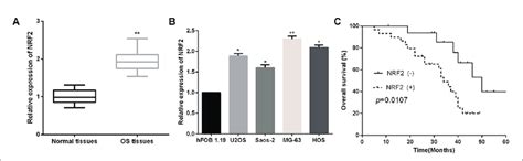 Nrf2 Overexpression Was Related To The Shorter Overall Survival Of Os Download Scientific