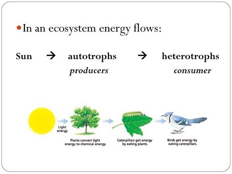 Ch And 134 Producers And Consumers Ppt Download