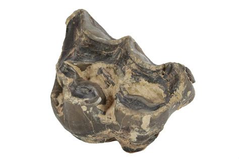 88 Fossil Eocene Mammal Plagiolophus Molar France 248663 For Sale