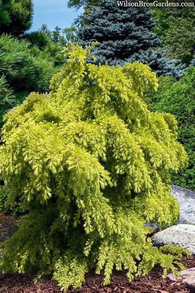 Buy Mountain Beauty Deodar Cedar Tree Free Shipping Wilson Bros